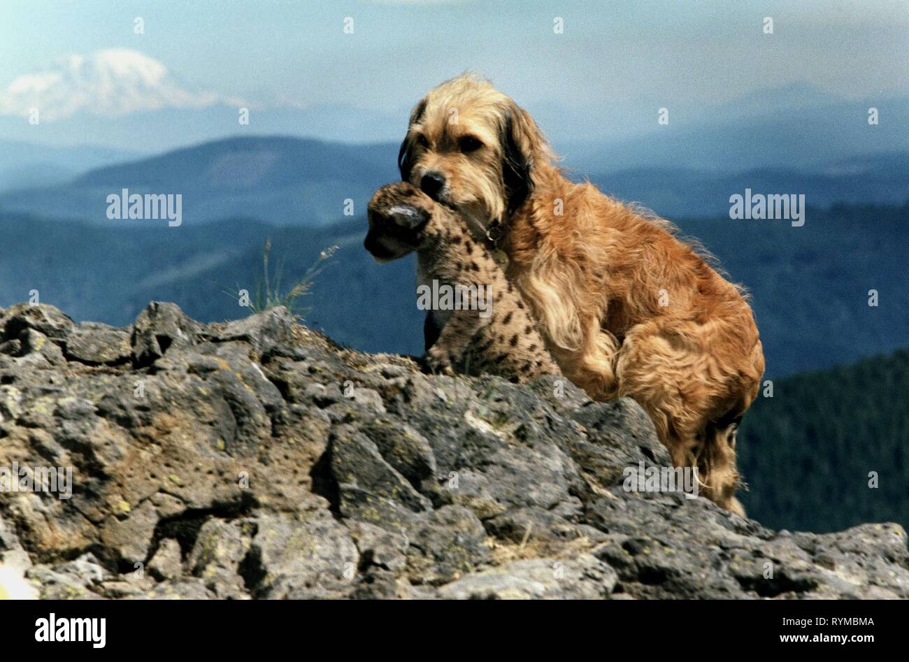 Benji hi-res stock photography and images - Alamy