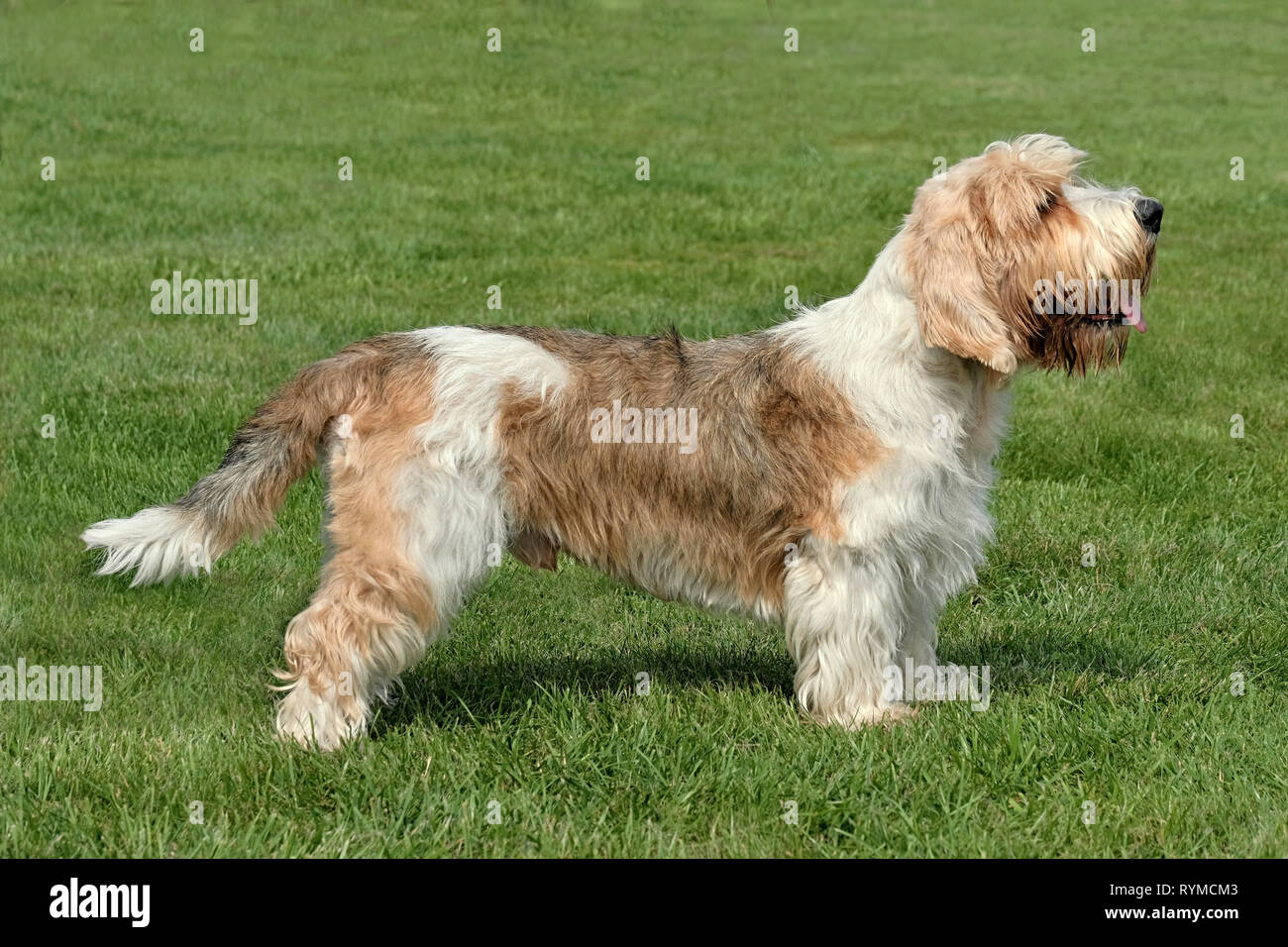 Typical Petit Basset Griffon in the summer garden Stock Photo - Alamy