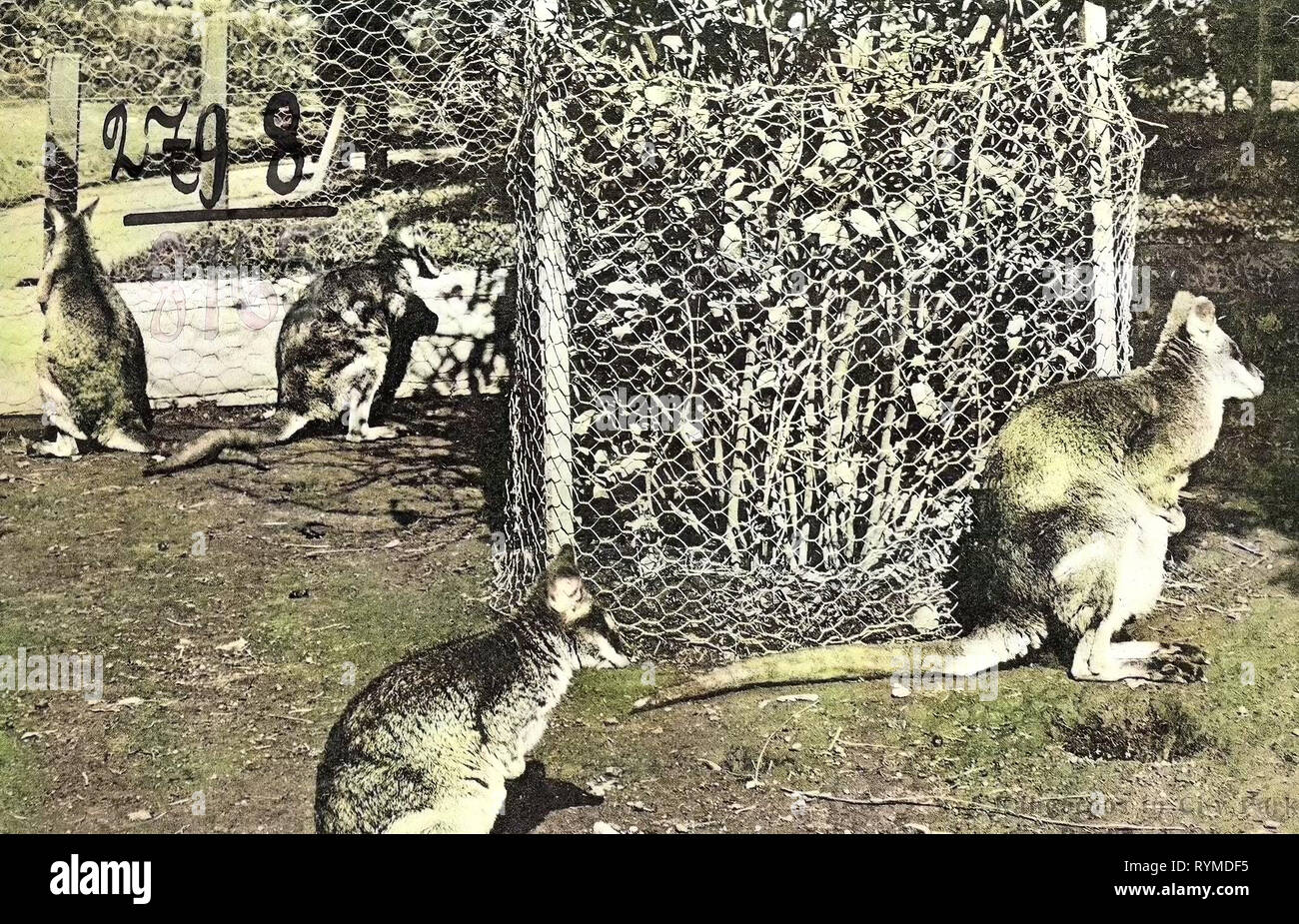 Parks in Portland, Oregon, Animals of Portland, 1906, Portland, Ore ...