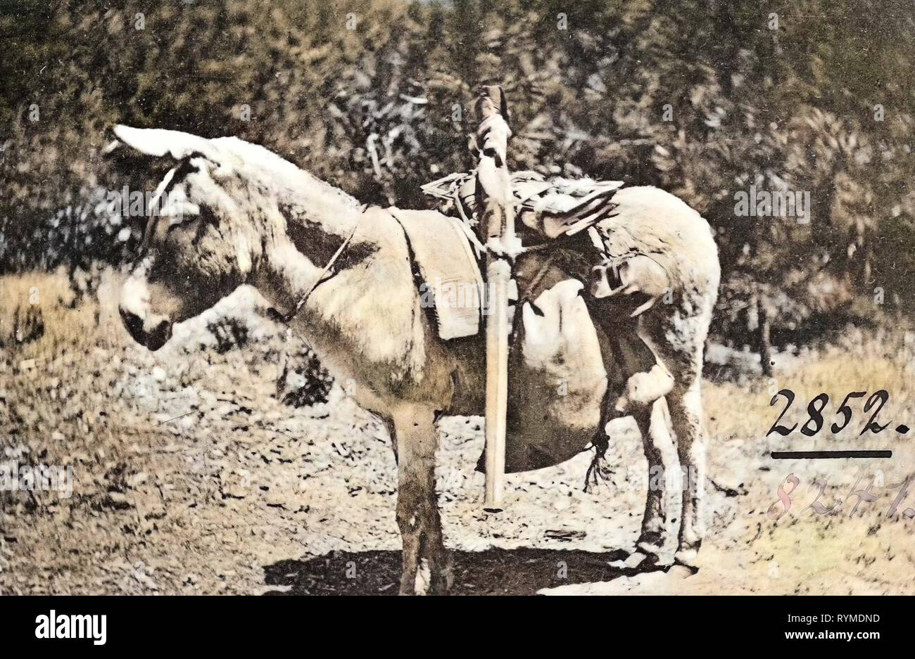 Donkey transport, Yosemite National Park, 1906, California, Yosemite ...