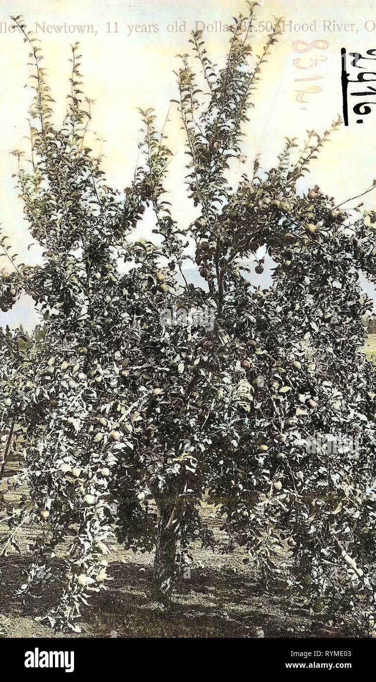 Trees in Oregon, Texts, Rivers of Oregon, 1906, Oregon, Hood River, Ore ...