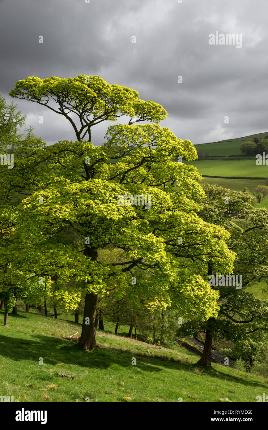 Sycamore tree with fresh new greenery in the English countryside in mid ...