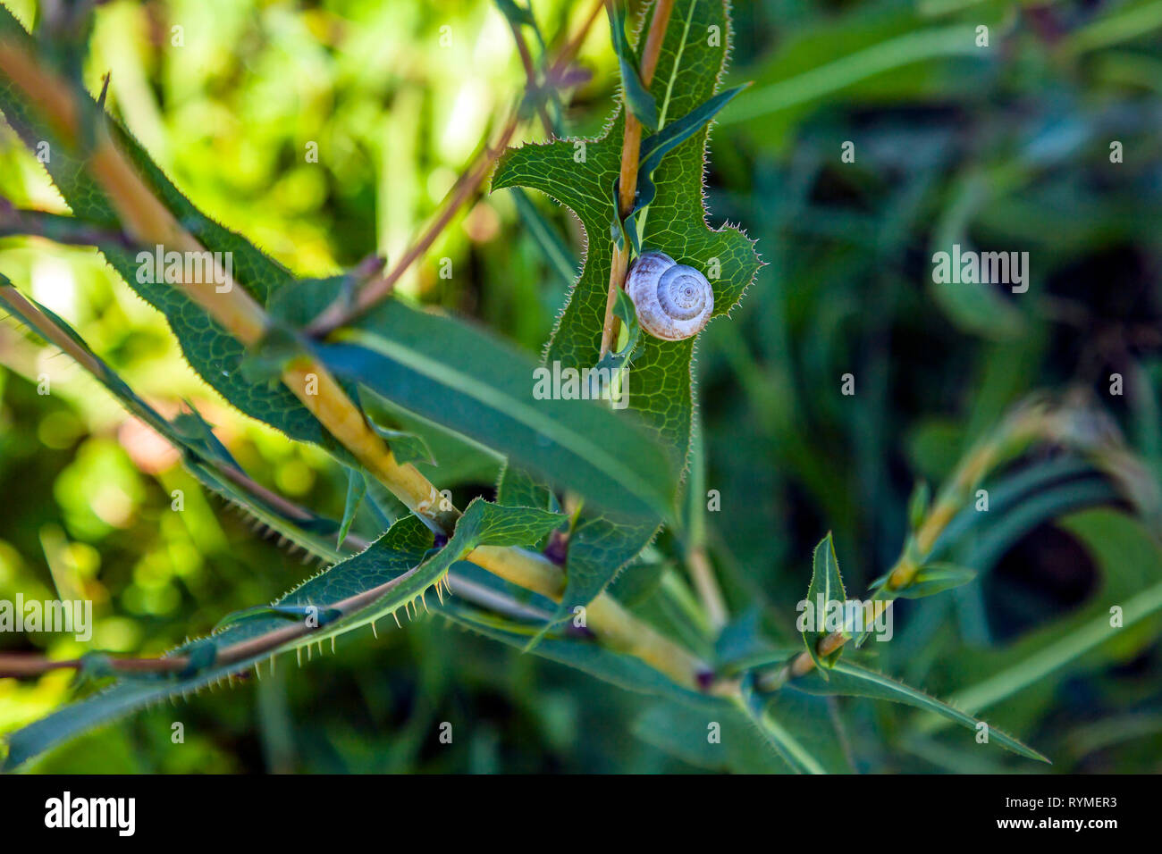 snail on outside plant Stock Photo - Alamy