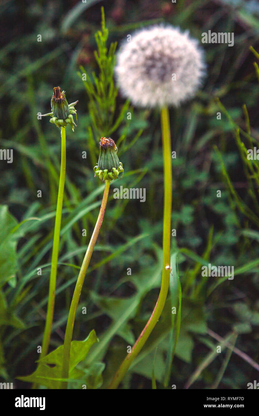 Dandelion leaf hi-res stock photography and images - Alamy