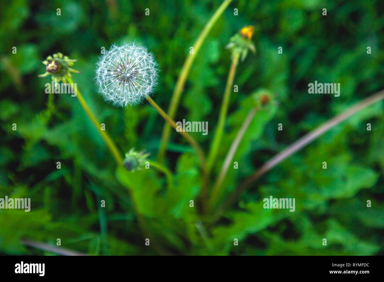 dandelion in the foreground with stem and bulb Stock Photo - Alamy