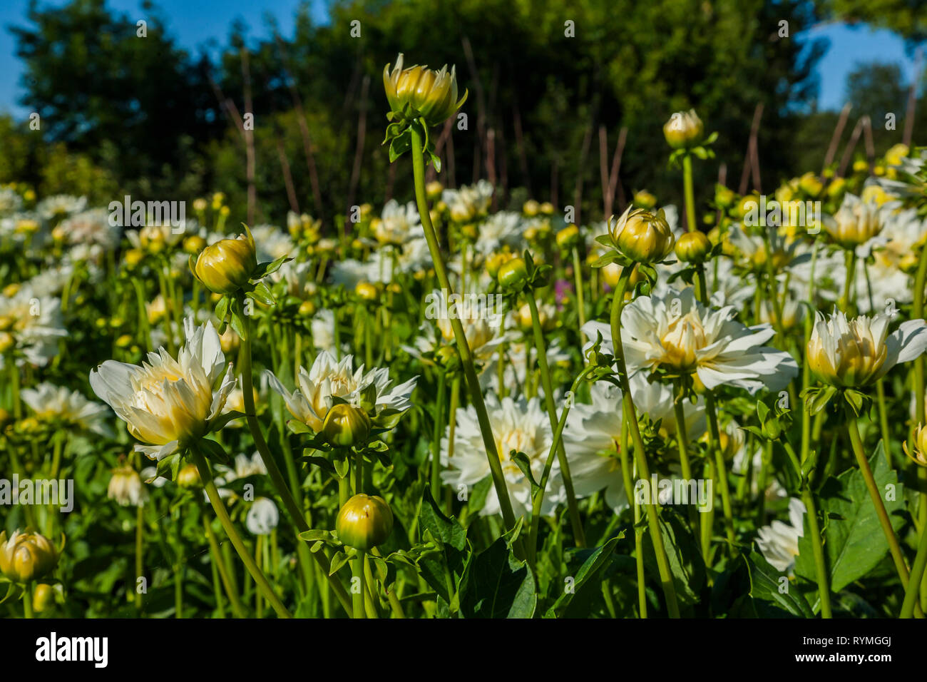 Wild dahlia hi-res stock photography and images - Alamy