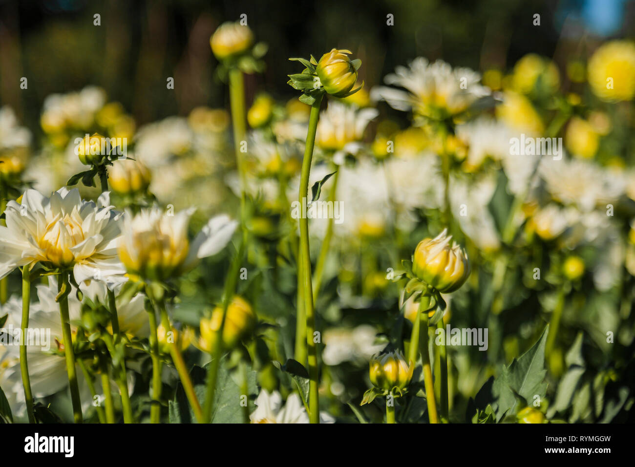 Wild dahlia hi-res stock photography and images - Alamy