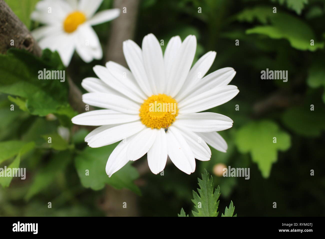 Gros plan hi-res stock photography and images - Alamy