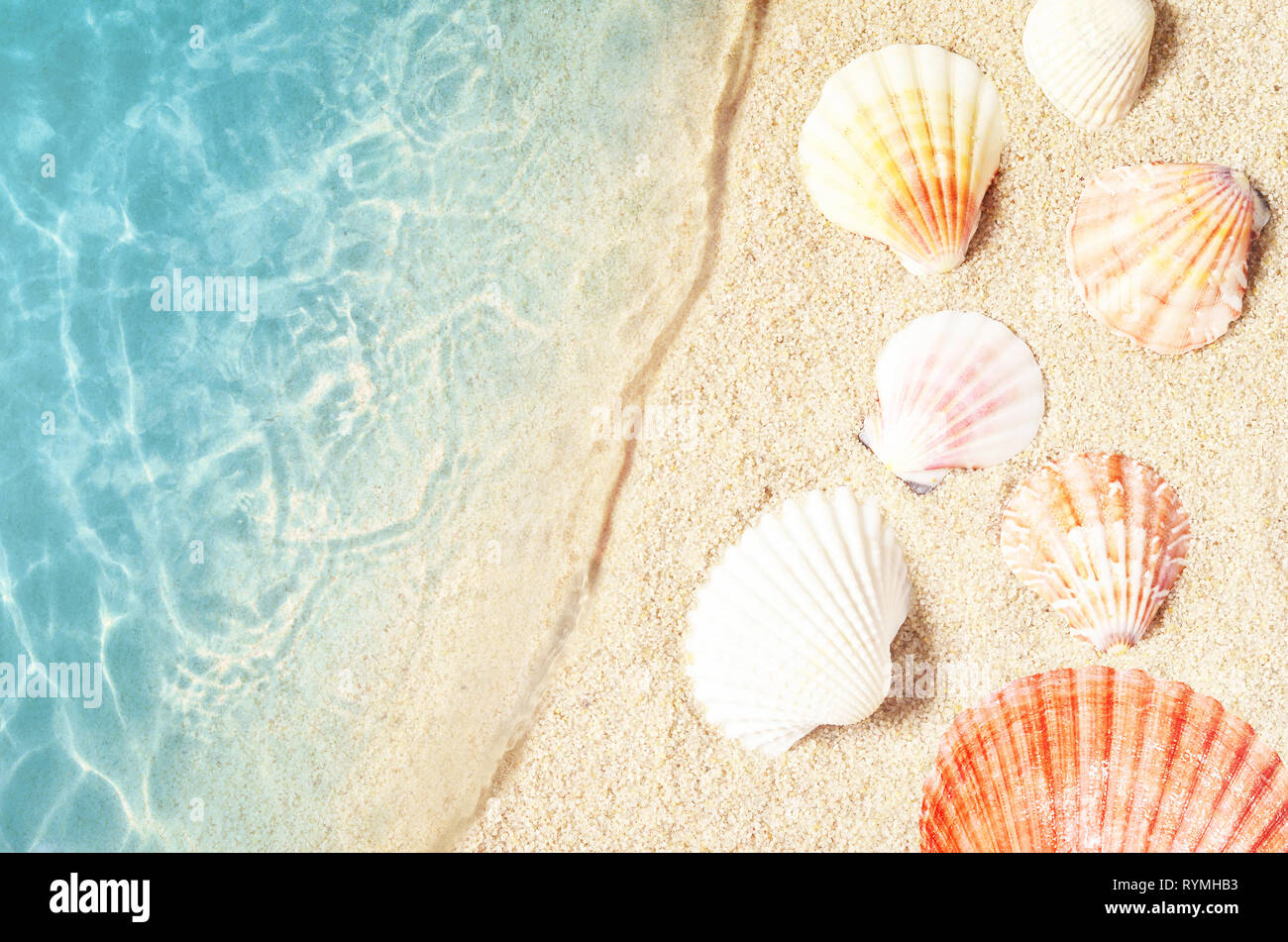 Seashell on the summer beach in sea water. Summer background. Summer ...