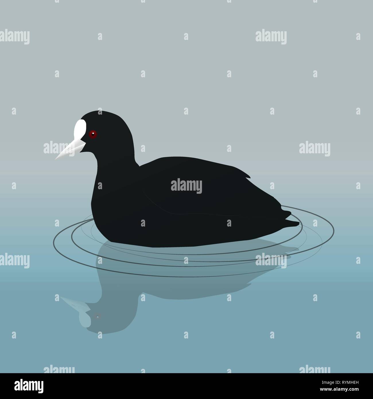 An illustration of a common coot swimming Stock Vector Image & Art - Alamy