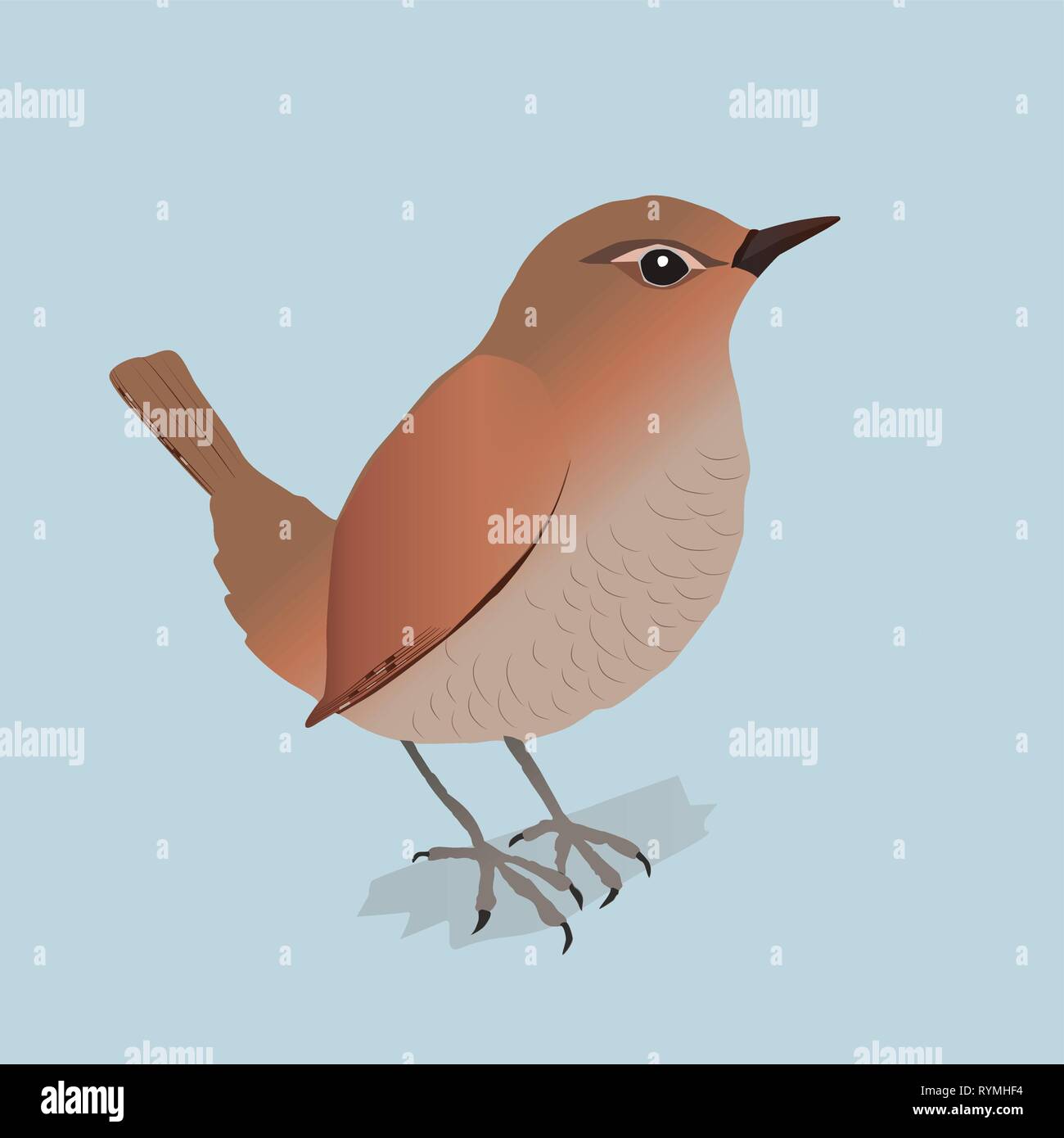 Wren feathers Stock Vector Images - Alamy