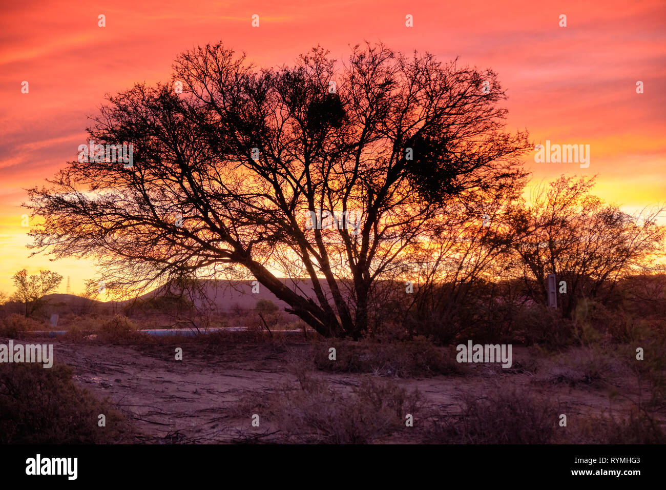 Acacia karoo hi-res stock photography and images - Alamy
