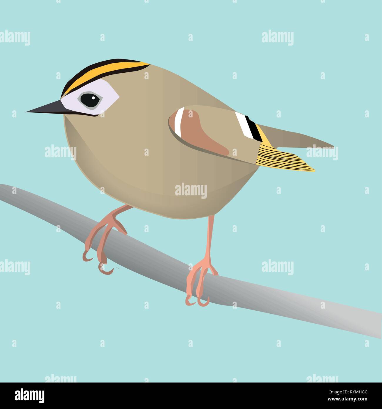 A passerine bird Stock Vector Images - Alamy