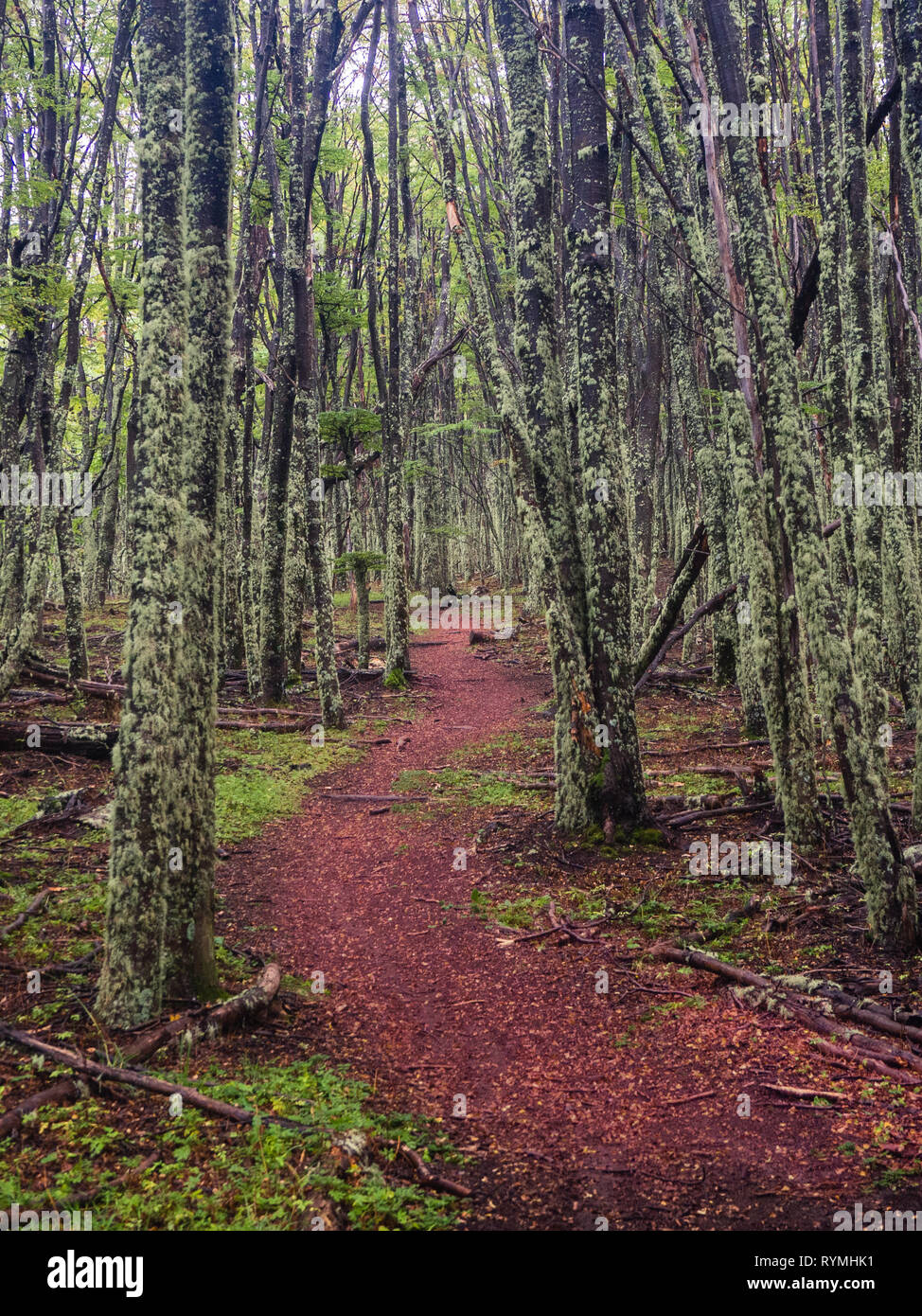 Forest in National Park Cerro Castillo. Austral highway, chile, XI ...
