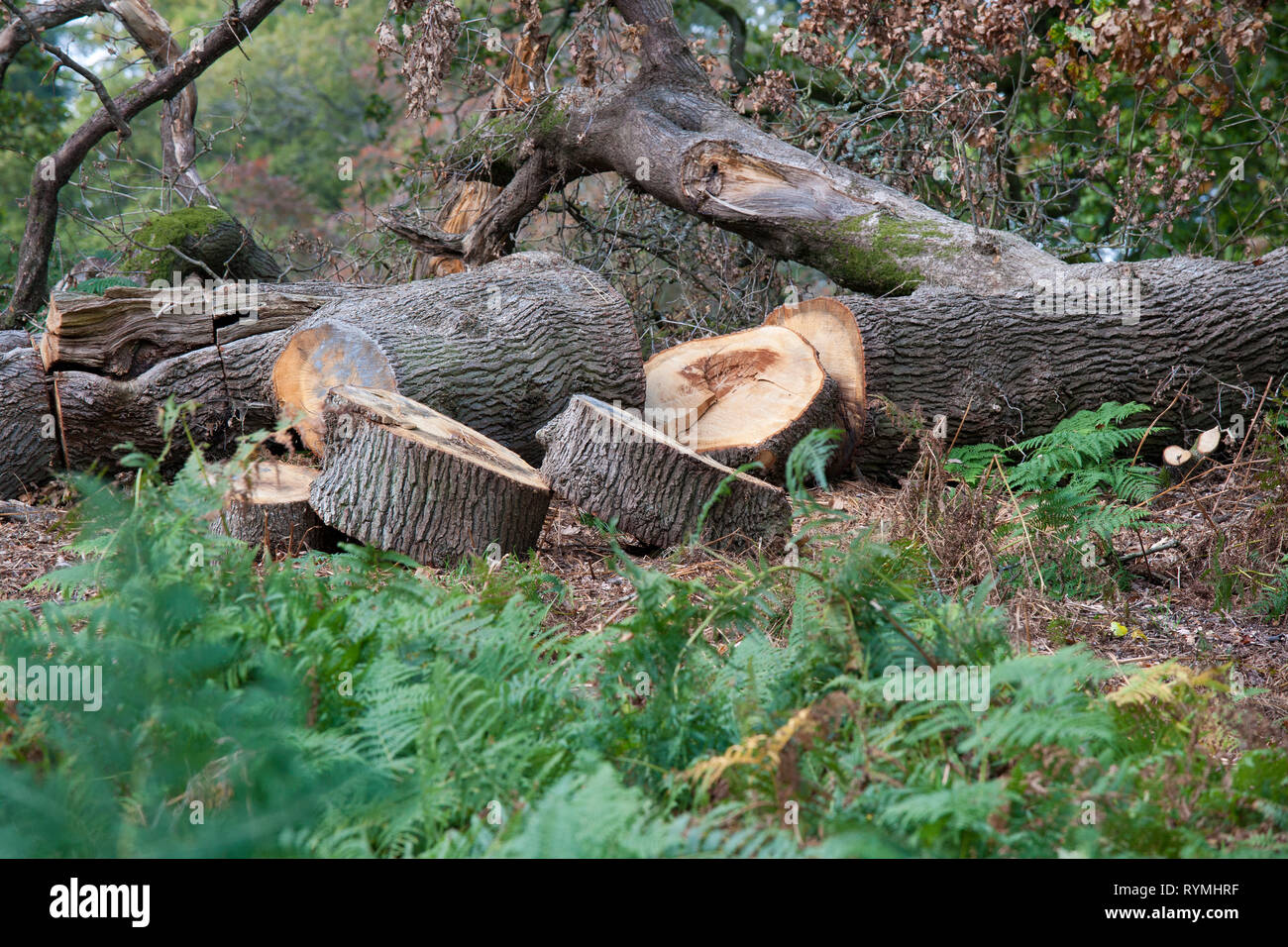 Welsh woodland hi-res stock photography and images - Alamy