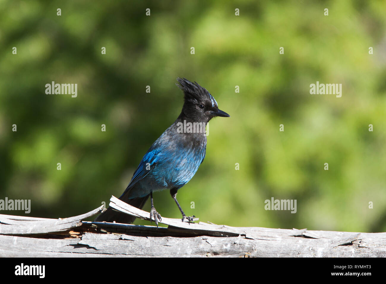 Male stellers jay hi-res stock photography and images - Alamy