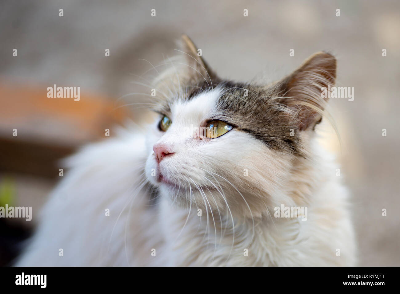 Pretty Scruffy Cat - Side Profile Stock Photo - Alamy