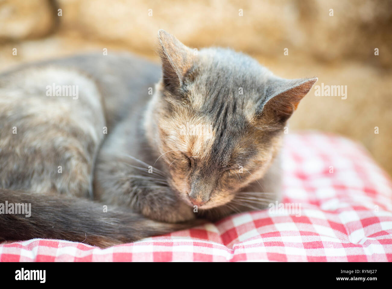 Cat Nap - Snoozing Cat Stock Photo - Alamy