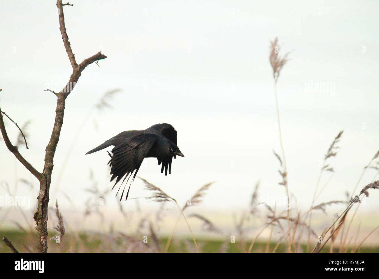 Jackdaw,Corvus monedula, in flight in the countryside, Gloucestershire ...