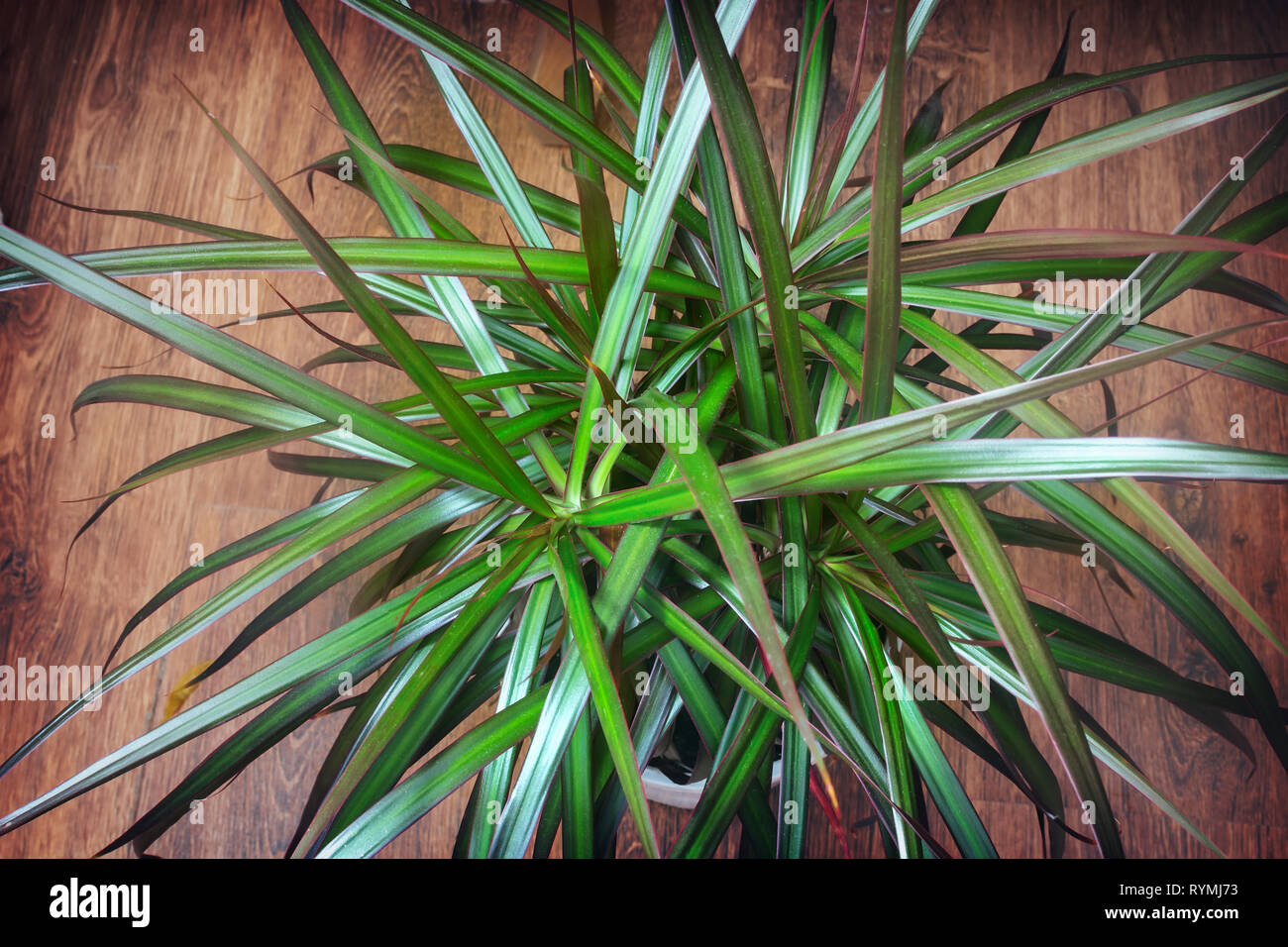 Indoor ornamental plant dracaena. The view from the top Stock Photo - Alamy