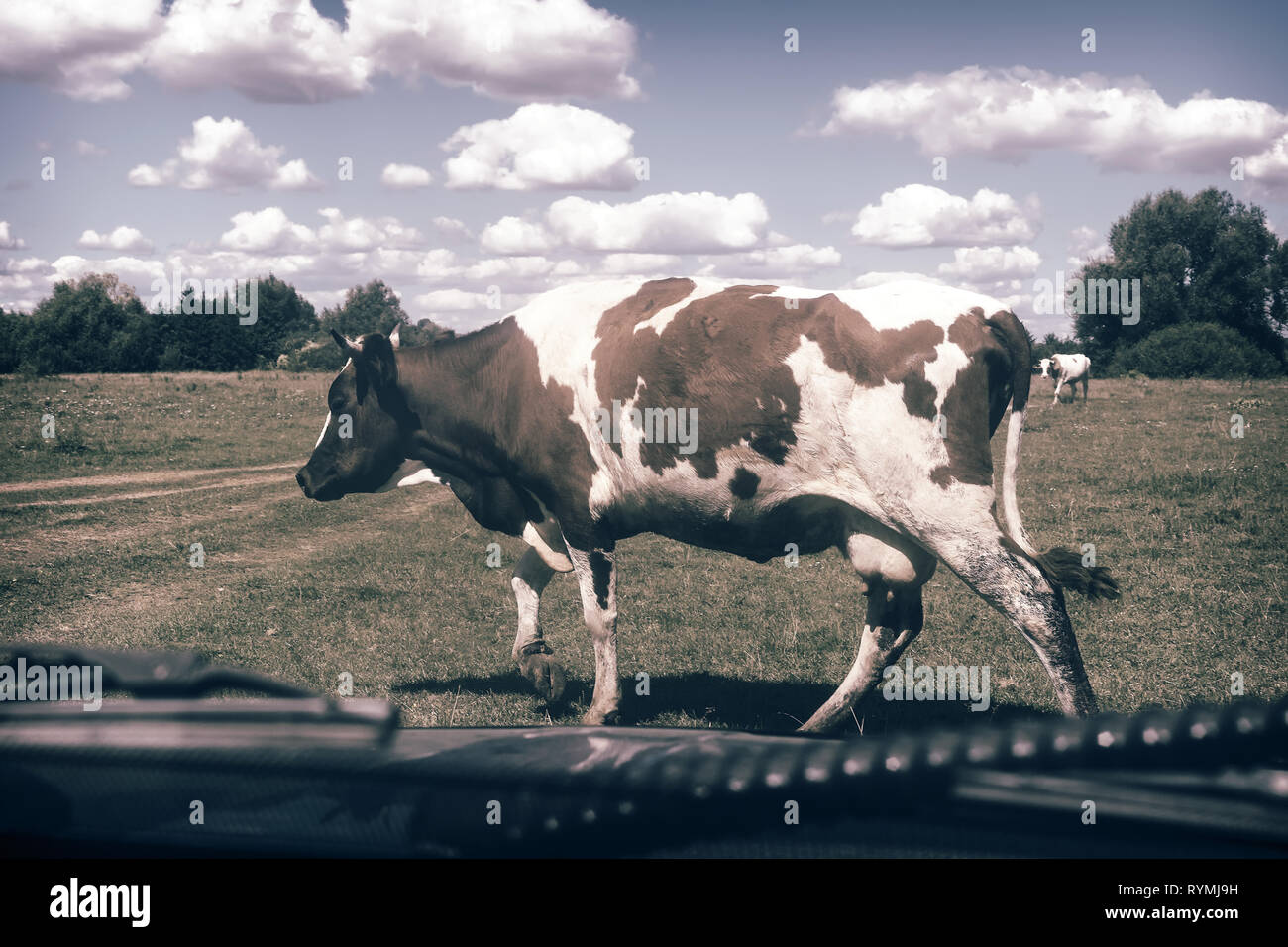 Cow crossing the road in front of the car Stock Photo - Alamy