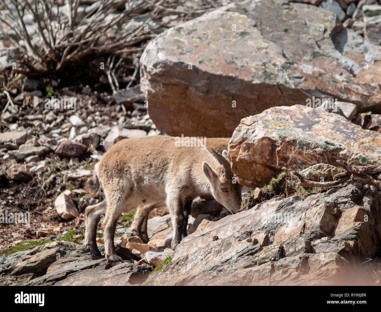 Iberian wild goat hi-res stock photography and images - Alamy