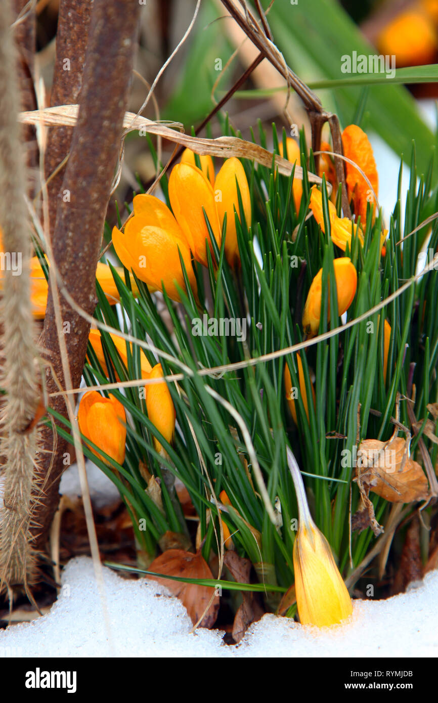 Crocuses snow hi-res stock photography and images - Alamy