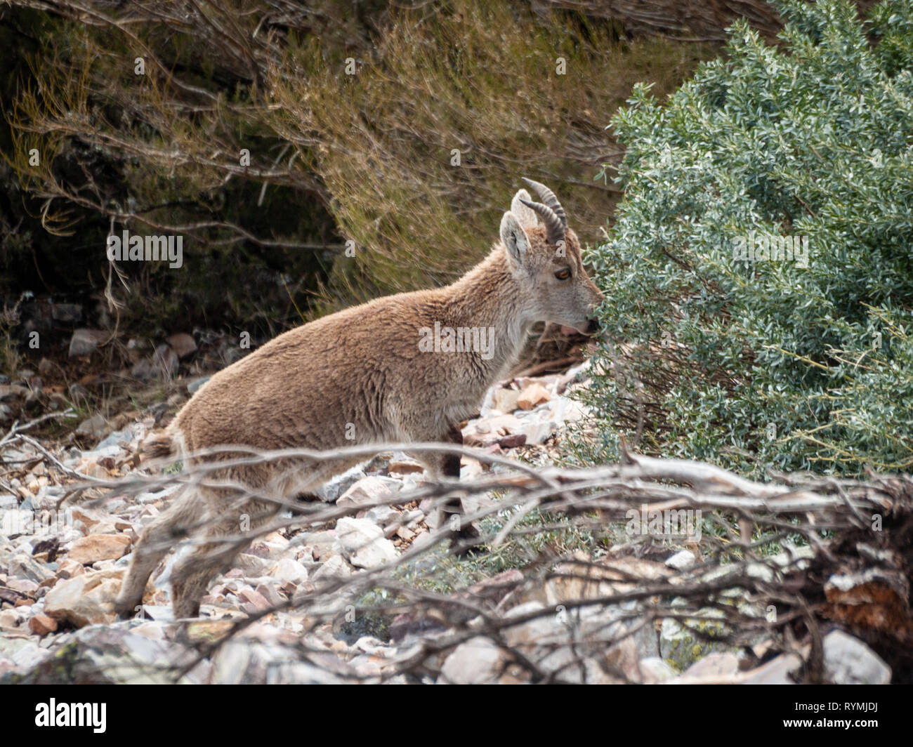 Iberian wild goat (Capra pyrenaica) grazing and climbing in the ...
