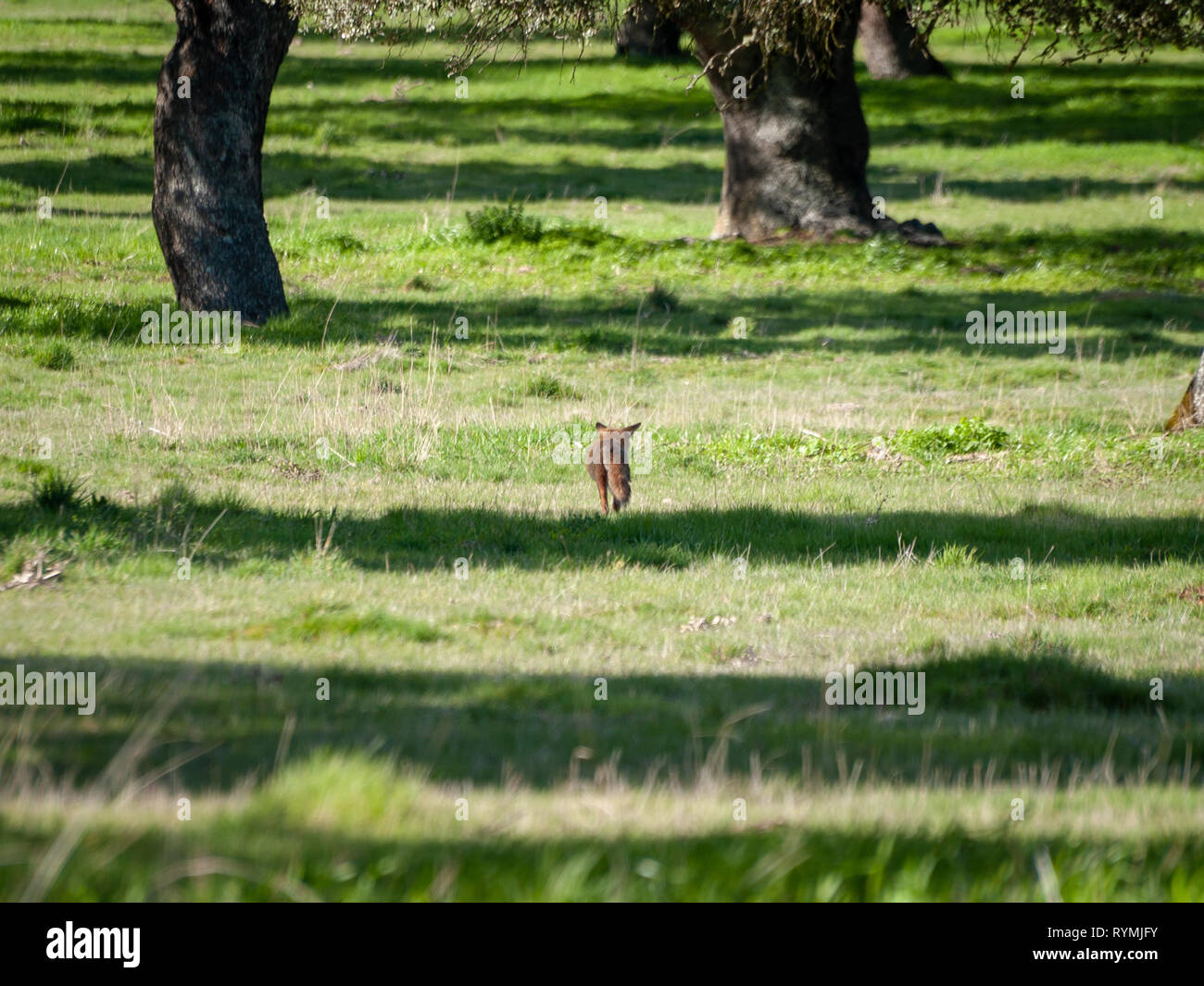 A fox (Vulpes vulpes) on freedom hunting in the forest Stock Photo - Alamy