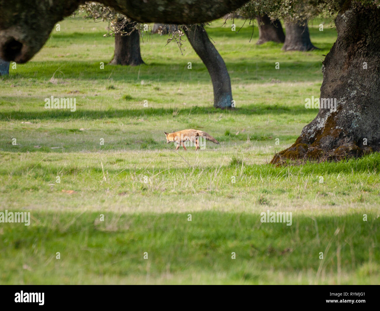 A fox (Vulpes vulpes) on freedom hunting in the forest Stock Photo - Alamy
