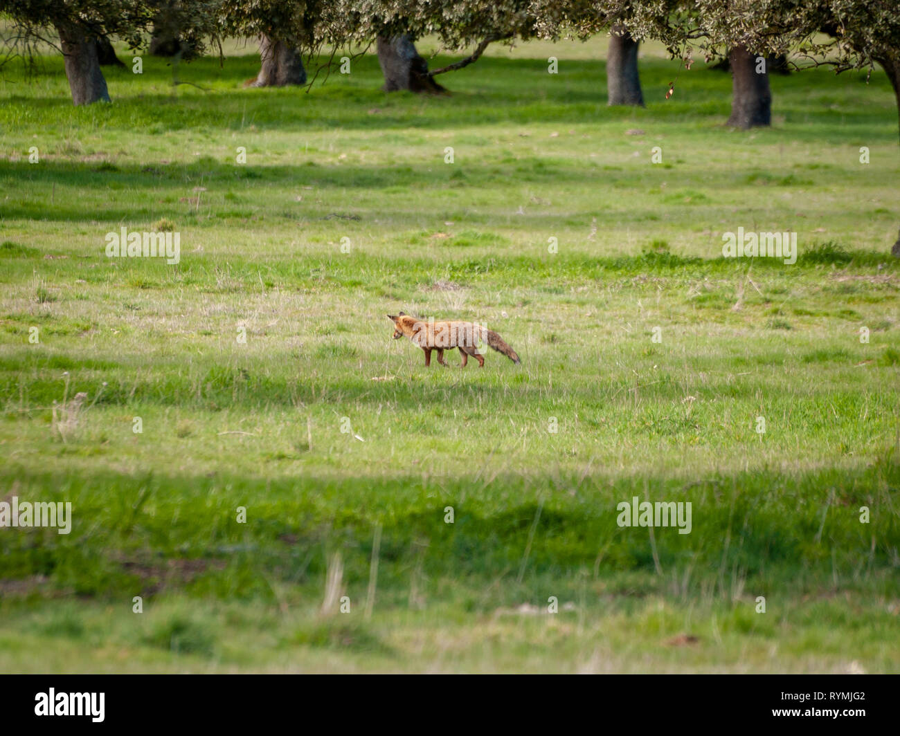 A fox (Vulpes vulpes) on freedom hunting in the forest Stock Photo - Alamy
