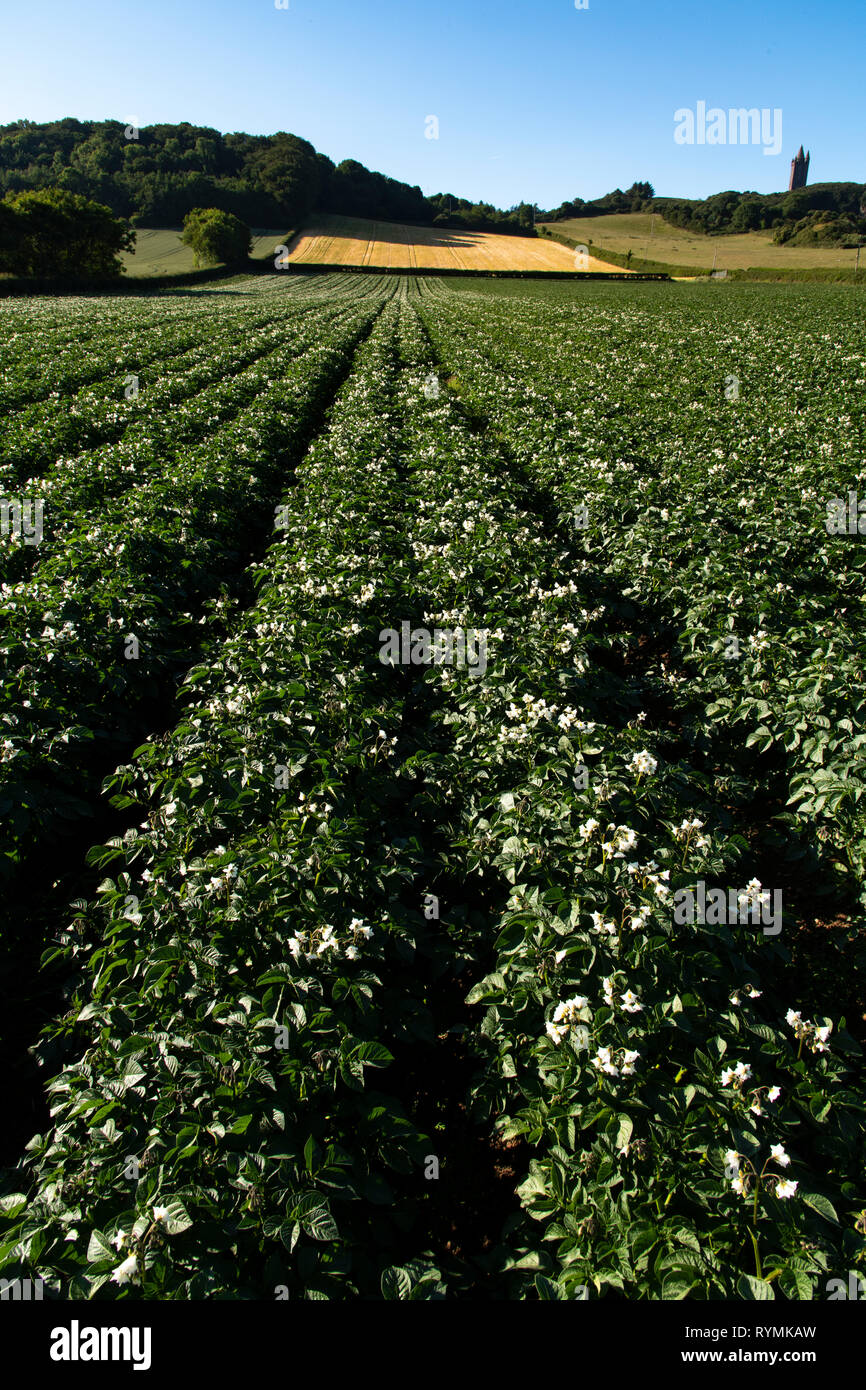 Potato fields hi-res stock photography and images - Alamy