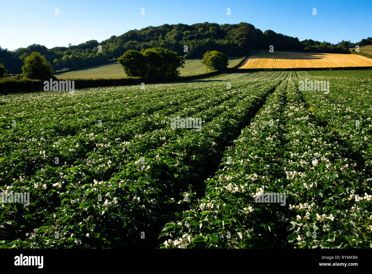 Potato fields hi-res stock photography and images - Alamy