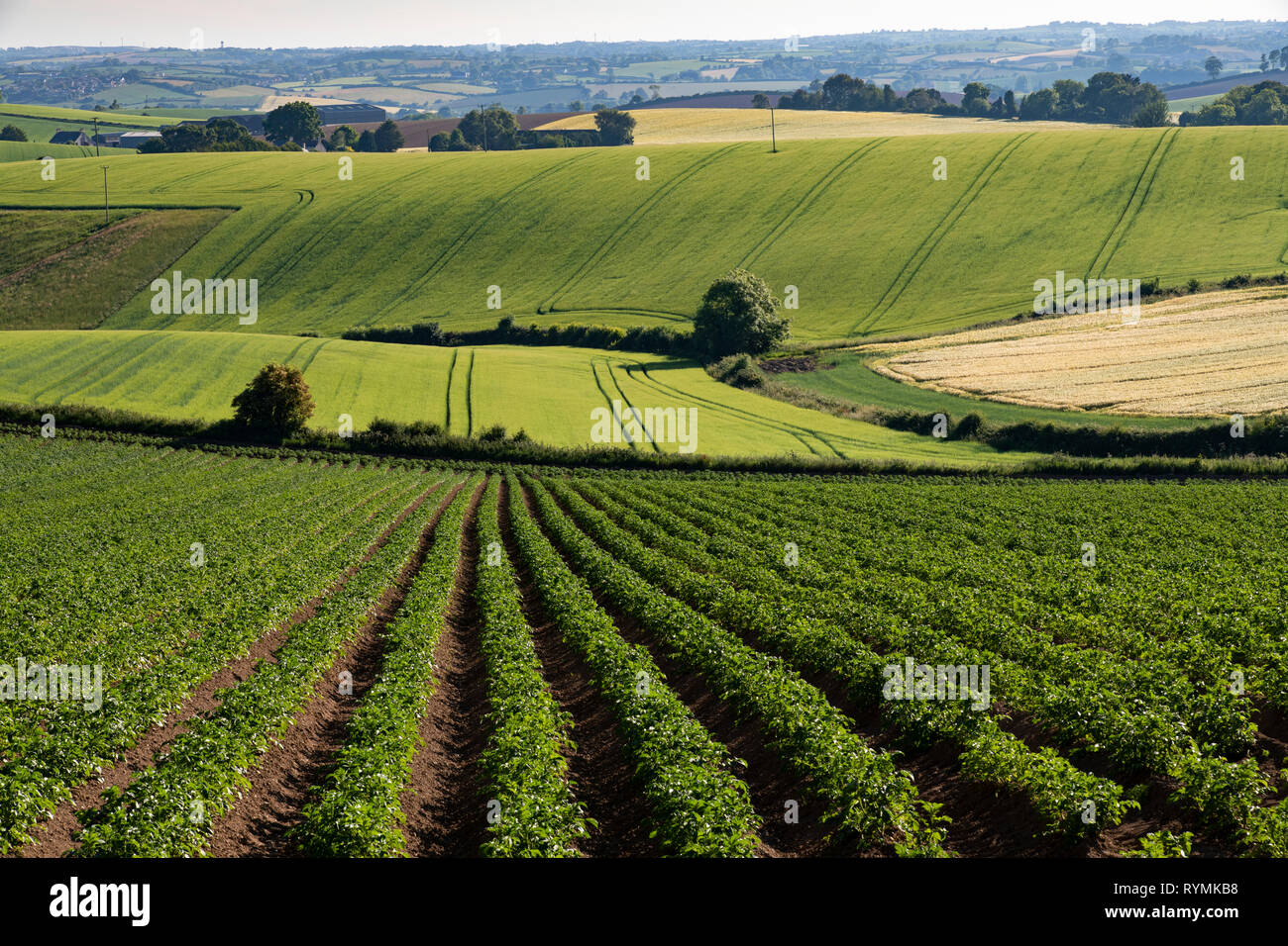 Potato Fields in flower near Scrabo in County Down, Northern Ireland ...
