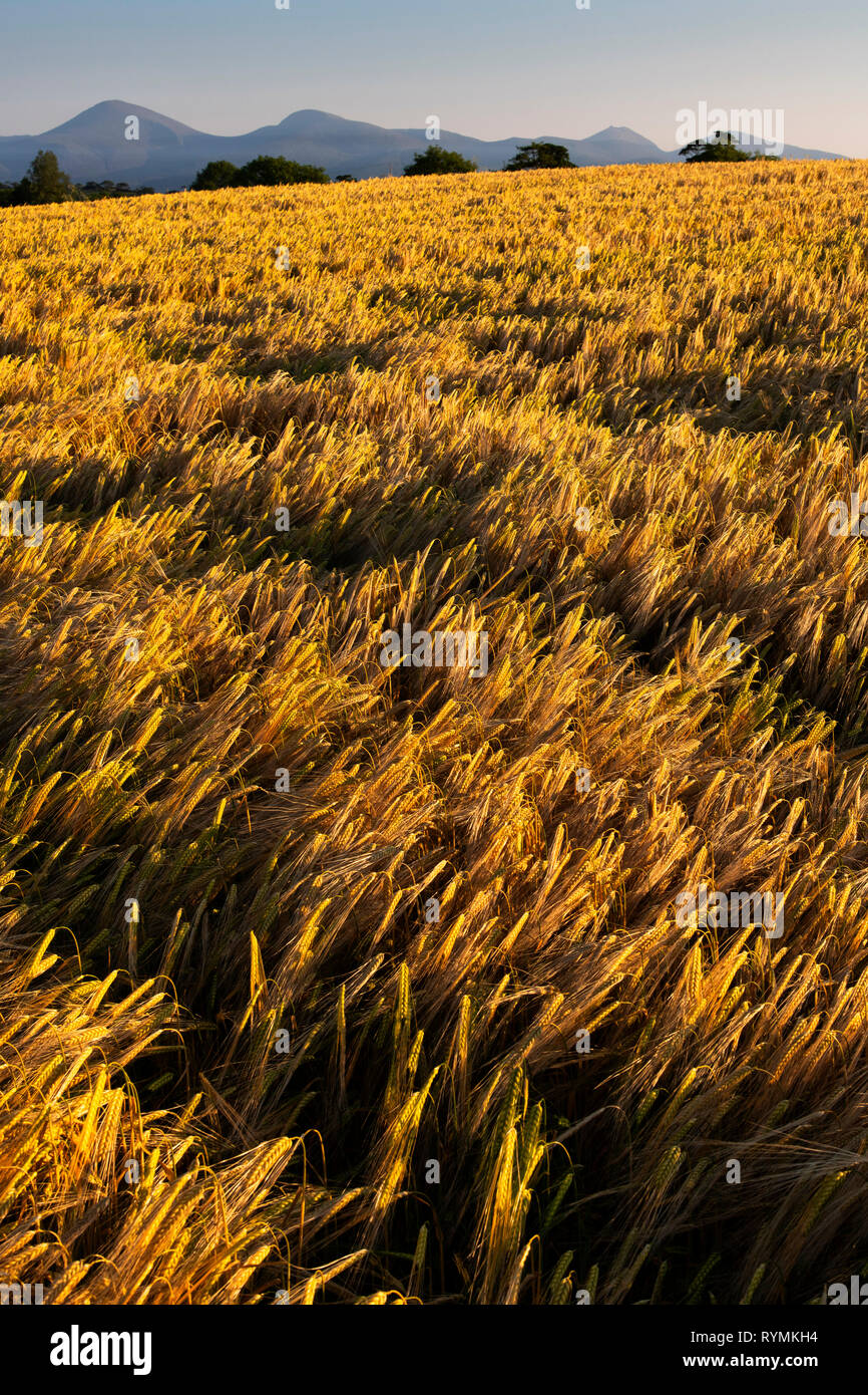 Barley field in the mountains hi-res stock photography and images - Alamy