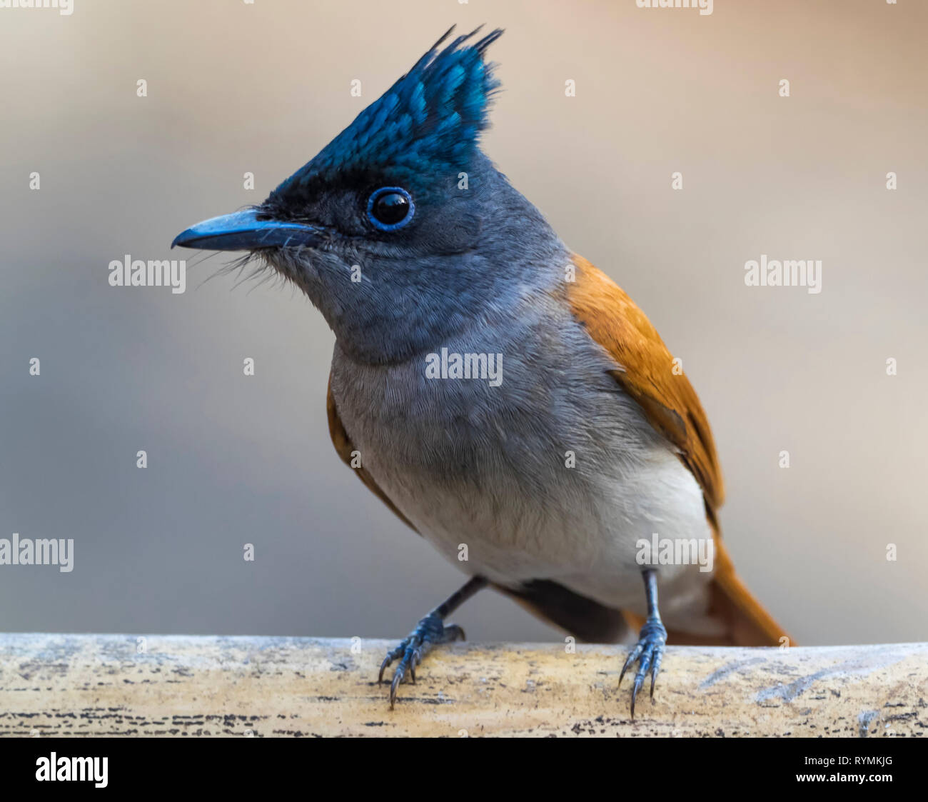 Asian Paradise Flycatcher Stock Photo - Alamy