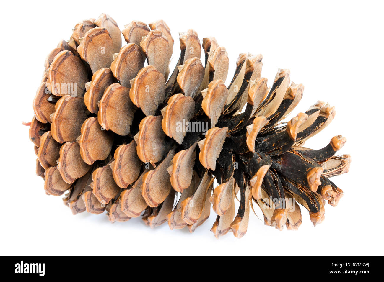 Large opening cedar cones isolated on white background Stock Photo - Alamy