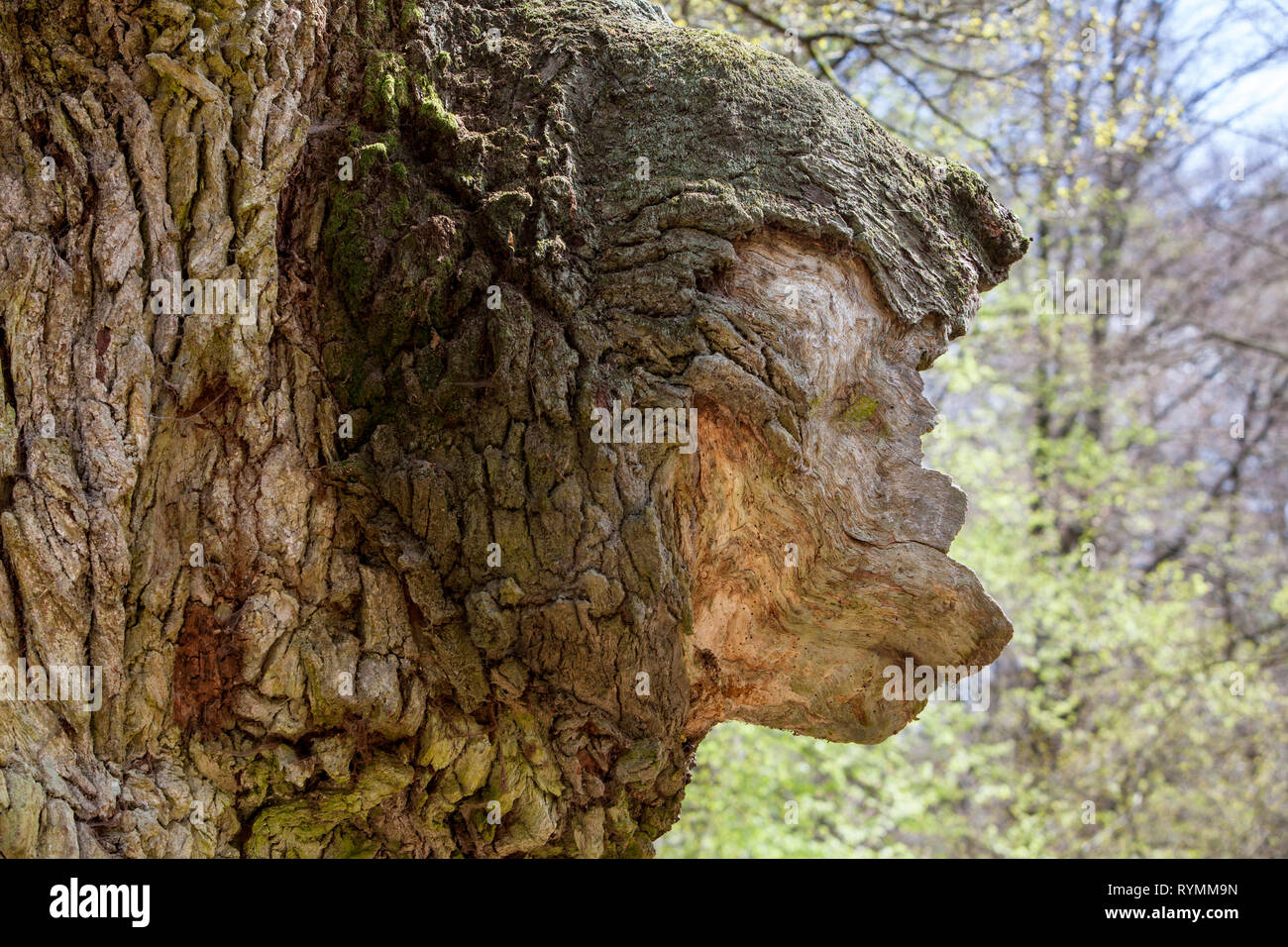 Fantasy forest monster hi-res stock photography and images - Alamy