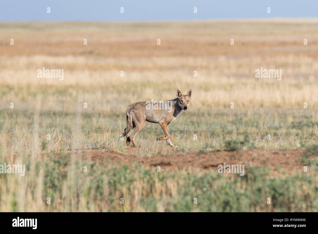 Wet Gray wolf (Canis lupus) runs across the field. Chyornye Zemli ...