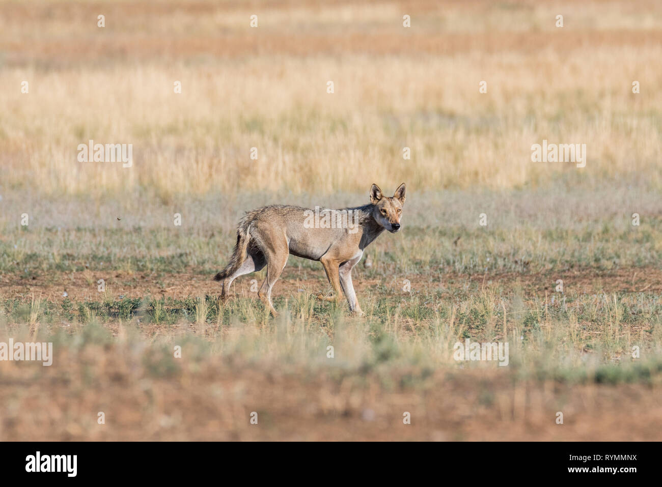 Wet Gray wolf (Canis lupus) runs across the field. Chyornye Zemli ...
