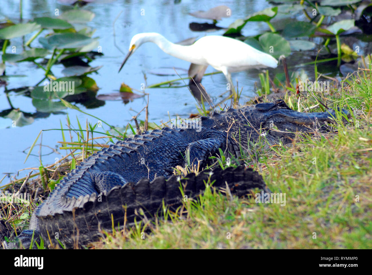 Florida Alligator Bird High Resolution Stock Photography and Images - Alamy