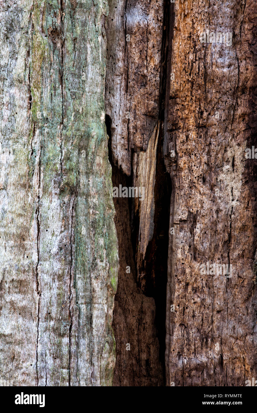 Oak bark patterns hi-res stock photography and images - Alamy