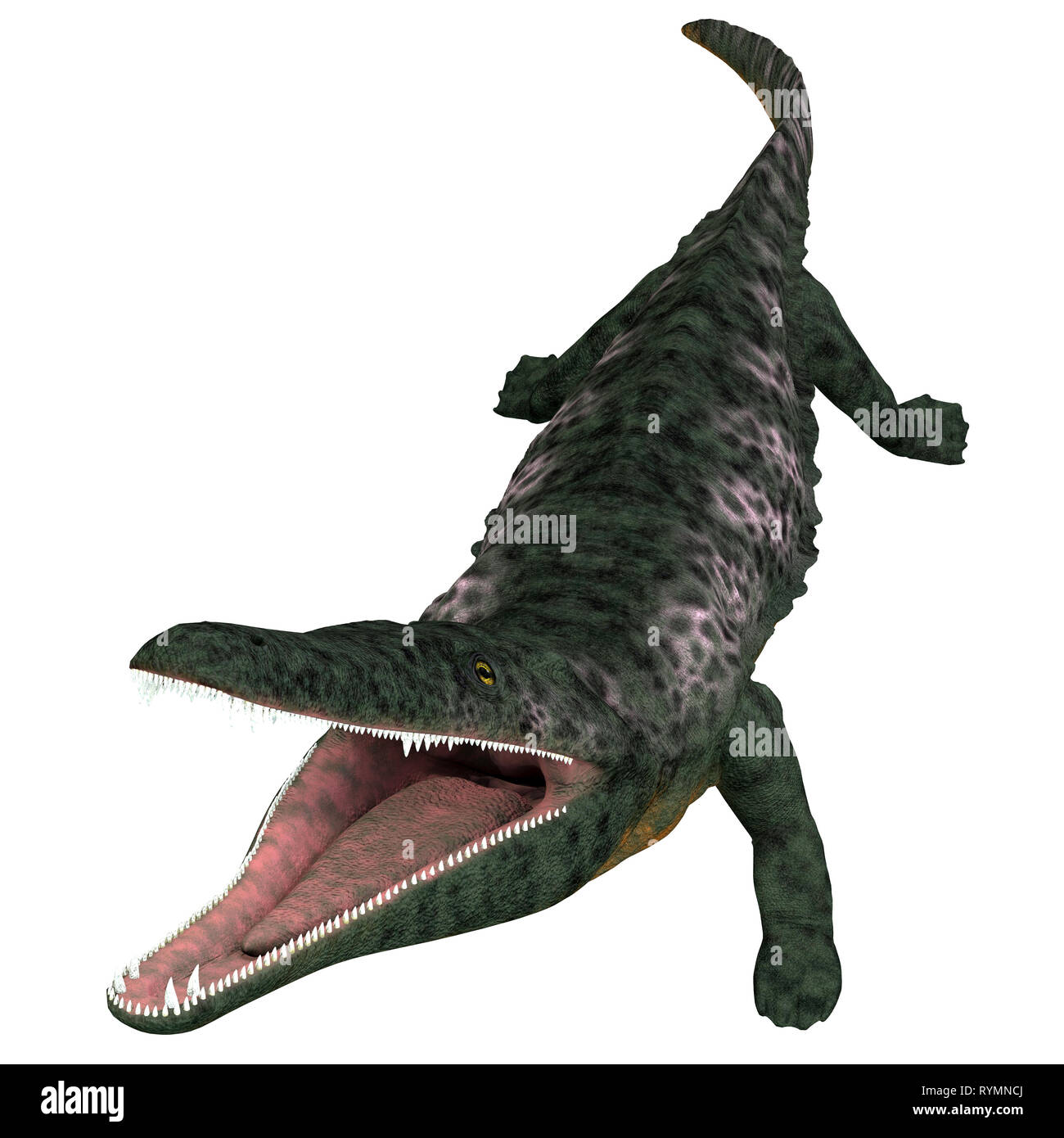 Cenozoic Era Amphibian