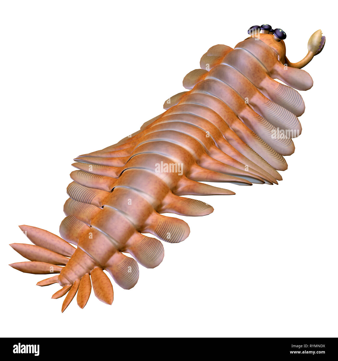Cambrian Opabinia - Opabinia was a carnivorous marine fish that lived ...