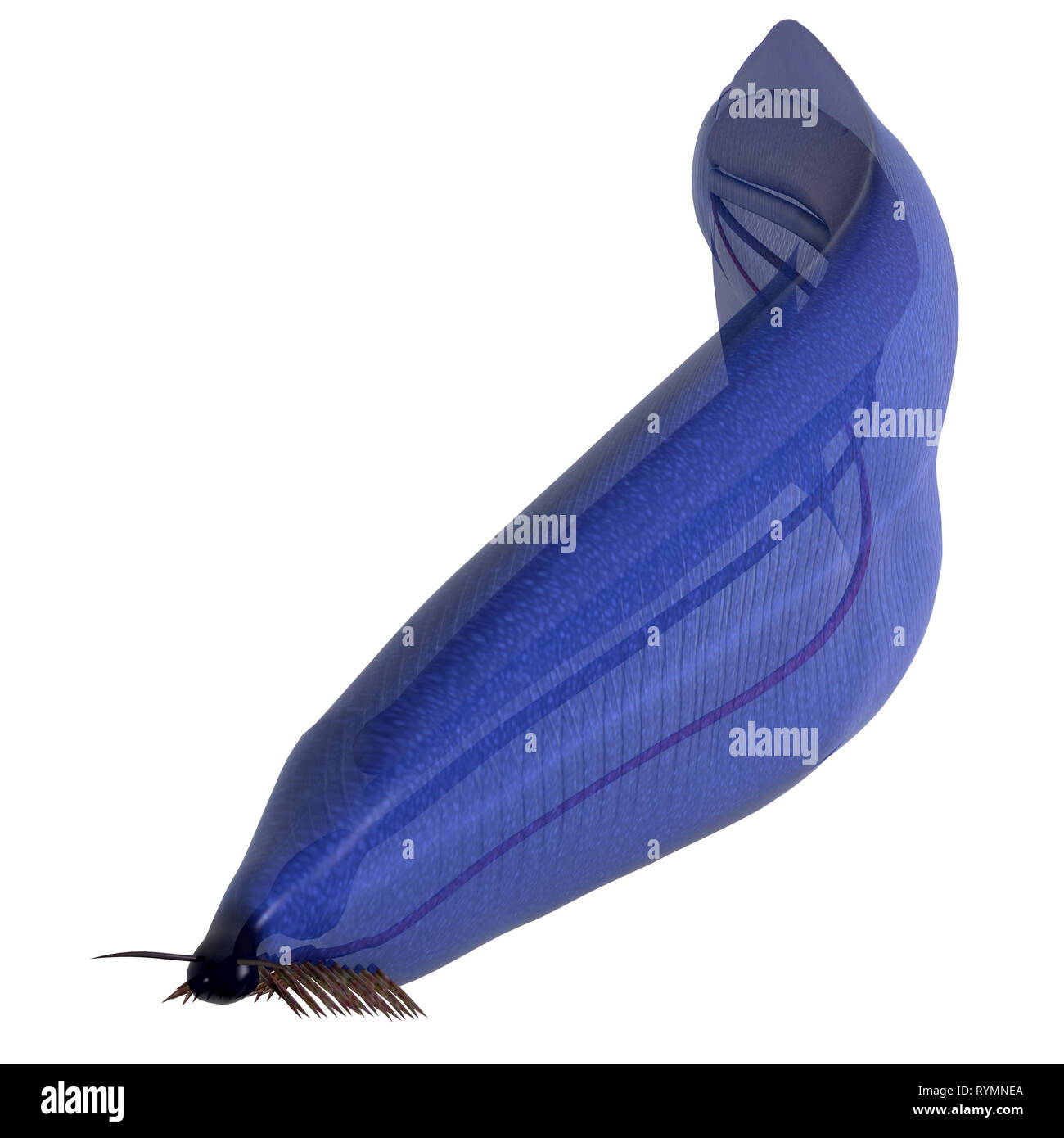 Cambrian Pikaia - Pikaia was an carnivorous arthropod marine fish that ...