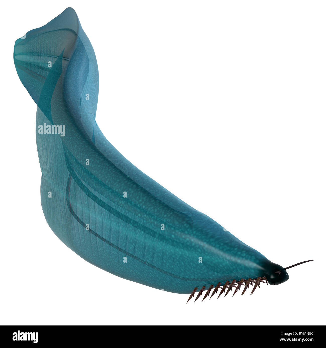 Cambrian period hi-res stock photography and images - Alamy