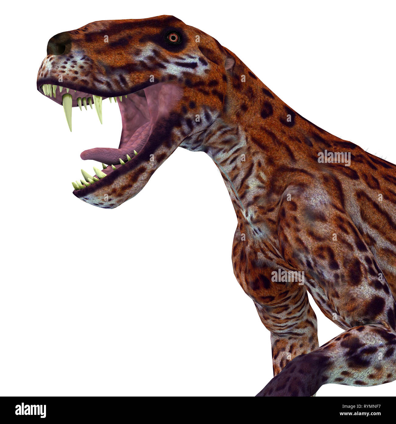 Lycaenops Cat Head - Lycaenops was a carnivorous cat-like dinosaur that ...