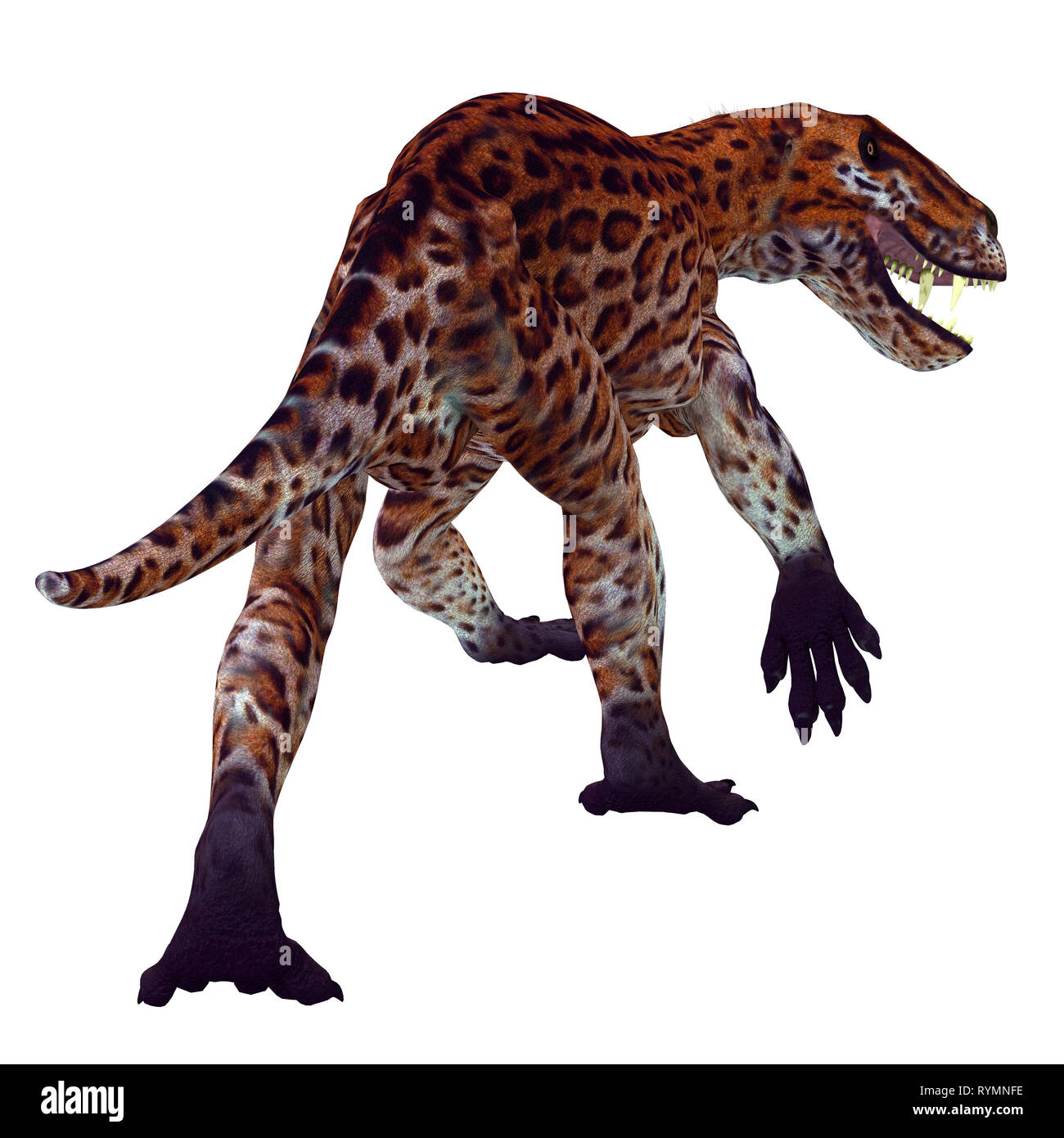 Lycaenops hi-res stock photography and images - Alamy