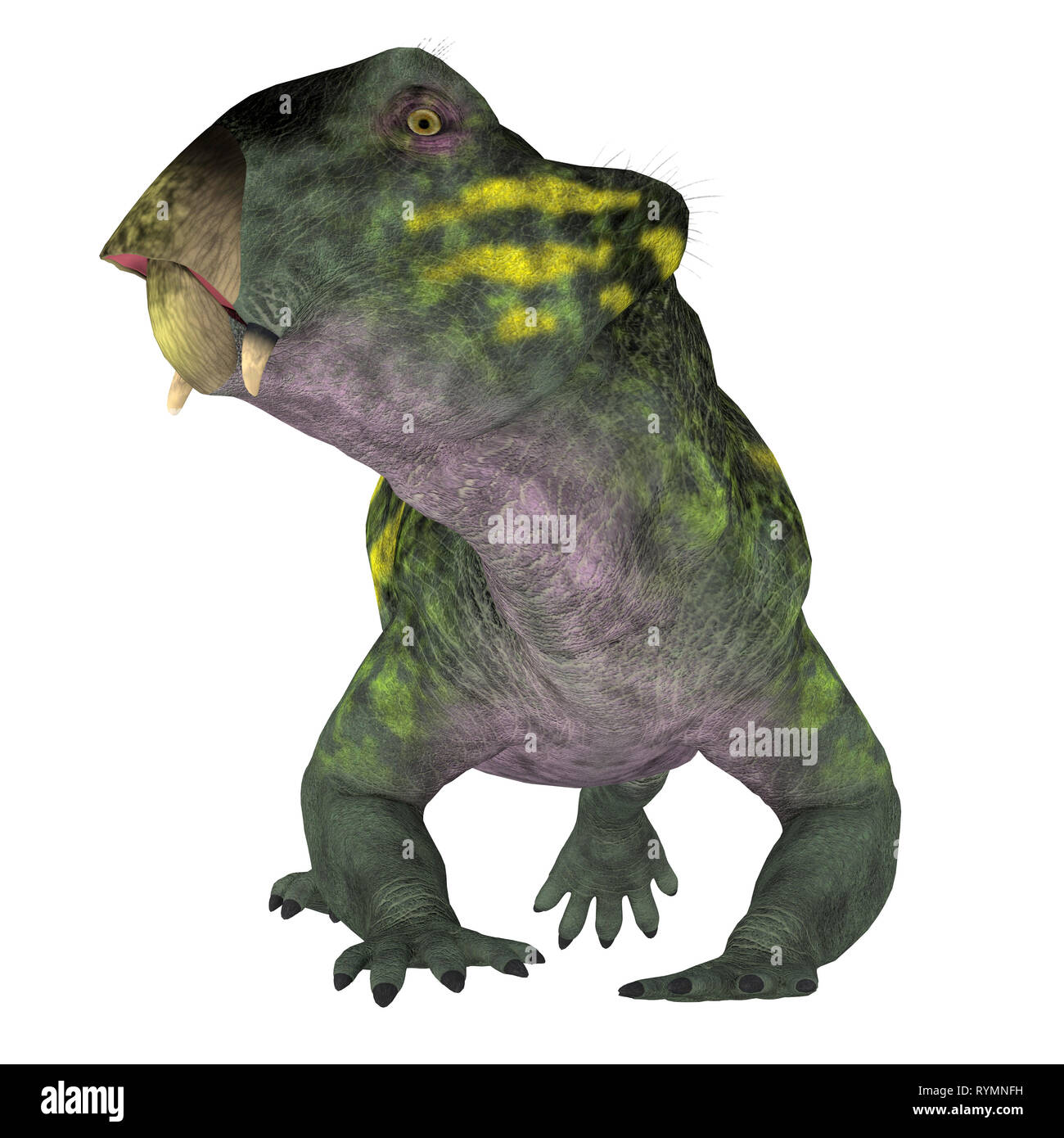 Lystrosaurus was a dicynodont therapsid herbivore dinosaur that lived ...