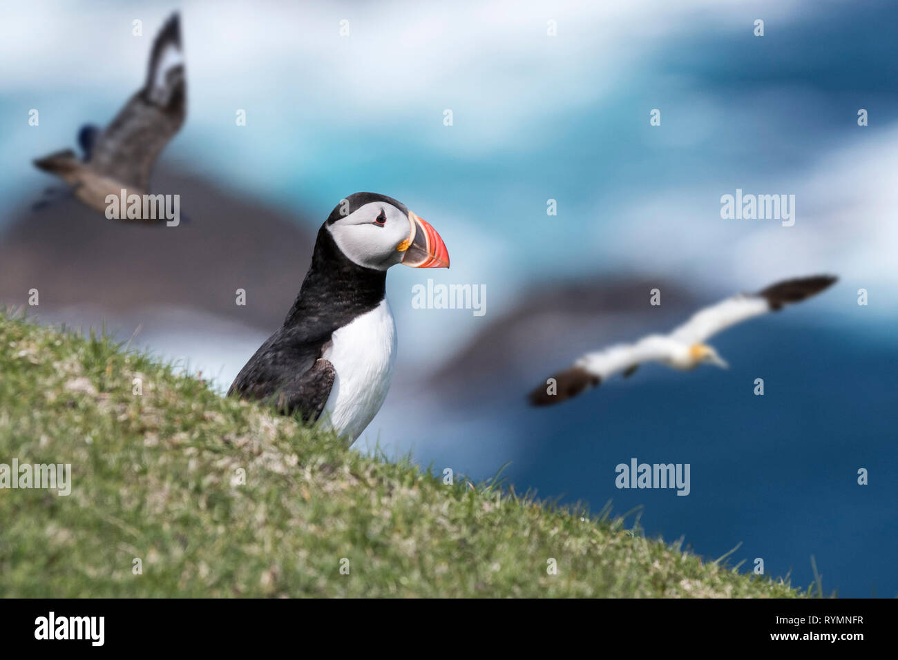 Puffin colony skua hi-res stock photography and images - Alamy